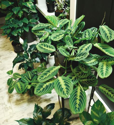 The Ultimate Guide to the Best Plants For Your Home - Homeowners Club